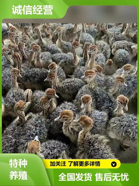 鸵鸟养殖基地怎么选_鸵鸟苗多少钱一只-第1张图片-山城妙识 鸵鸟养殖基地怎么选_鸵鸟苗多少钱一只-第1张图片-山城妙识