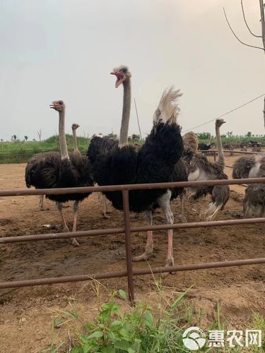 鸵鸟养殖基地怎么选_鸵鸟苗多少钱一只-第3张图片-山城妙识 鸵鸟养殖基地怎么选_鸵鸟苗多少钱一只-第3张图片-山城妙识