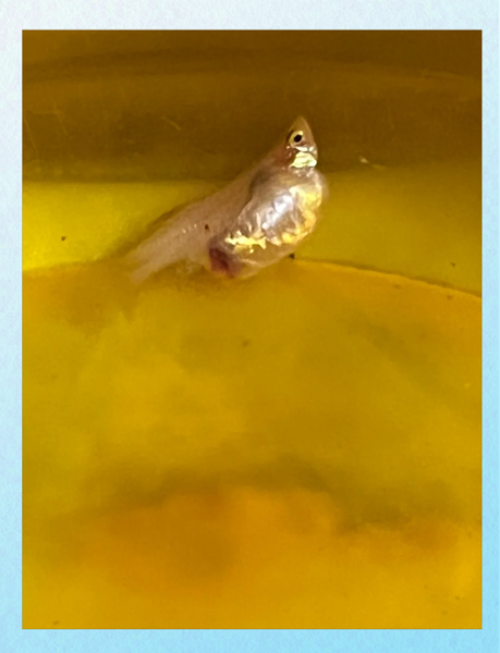 凤尾鱼下崽前有什么征兆_凤尾鱼多久生一次小鱼-第1张图片-山城妙识 凤尾鱼下崽前有什么征兆_凤尾鱼多久生一次小鱼-第1张图片-山城妙识