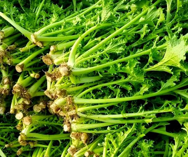 野生雪里蕻怎么吃_野生雪里蕻的吃法大全-第1张图片-山城妙识