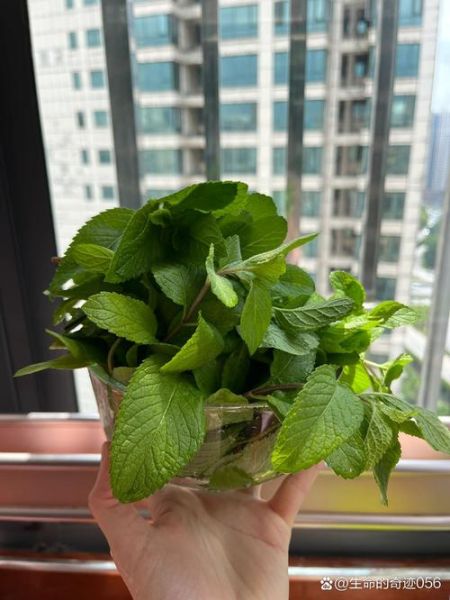 薄荷叶怎么保存_薄荷叶能放多久-第2张图片-山城妙识 薄荷叶怎么保存_薄荷叶能放多久-第2张图片-山城妙识