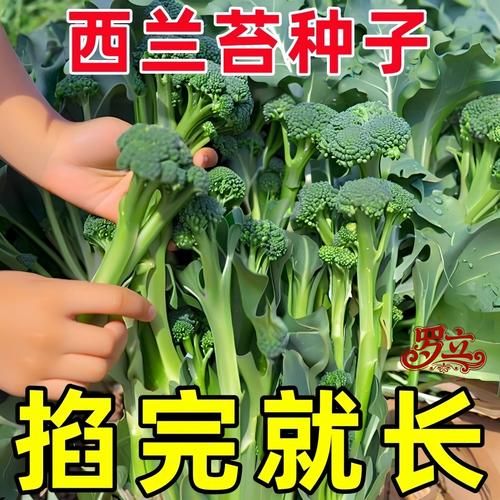 西兰花什么时候种最合适_西兰花种植月份与地区对照表-第1张图片-山城妙识 西兰花什么时候种最合适_西兰花种植月份与地区对照表-第1张图片-山城妙识