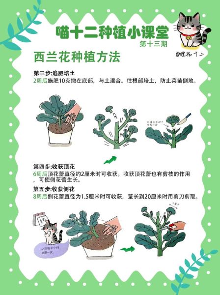 西兰花什么时候种最合适_西兰花种植月份与地区对照表-第2张图片-山城妙识 西兰花什么时候种最合适_西兰花种植月份与地区对照表-第2张图片-山城妙识