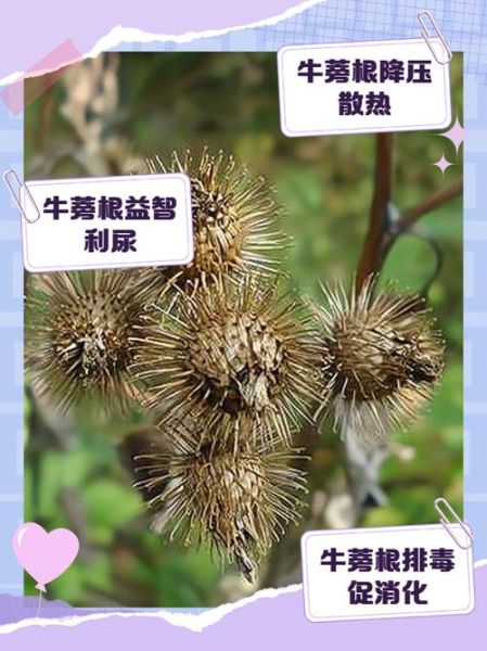 牛蒡的功效与作用_牛蒡主治什么病-第1张图片-山城妙识 牛蒡的功效与作用_牛蒡主治什么病-第1张图片-山城妙识
