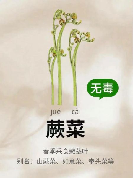 食用蕨菜真的会致癌吗_蕨菜致癌真相-第2张图片-山城妙识 食用蕨菜真的会致癌吗_蕨菜致癌真相-第2张图片-山城妙识