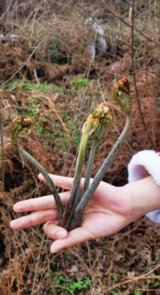 食用蕨菜真的会致癌吗_蕨菜致癌真相-第1张图片-山城妙识 食用蕨菜真的会致癌吗_蕨菜致癌真相-第1张图片-山城妙识