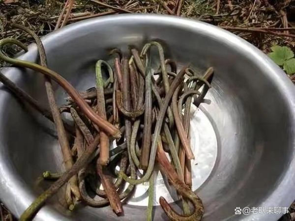 食用蕨菜真的会致癌吗_蕨菜致癌真相-第3张图片-山城妙识 食用蕨菜真的会致癌吗_蕨菜致癌真相-第3张图片-山城妙识