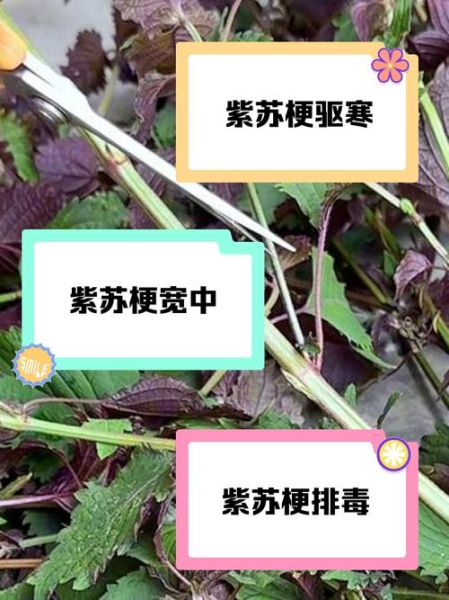 紫苏梗的功效与作用_紫苏梗怎么泡水喝-第2张图片-山城妙识 紫苏梗的功效与作用_紫苏梗怎么泡水喝-第2张图片-山城妙识