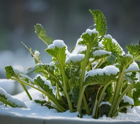 雪里红什么时候种植_雪里红种植时间-第2张图片-山城妙识 雪里红什么时候种植_雪里红种植时间-第2张图片-山城妙识