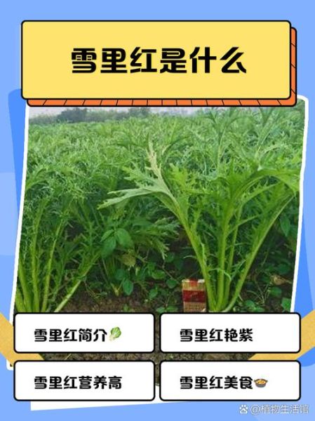 雪里红什么时候种植_雪里红种植时间-第3张图片-山城妙识 雪里红什么时候种植_雪里红种植时间-第3张图片-山城妙识