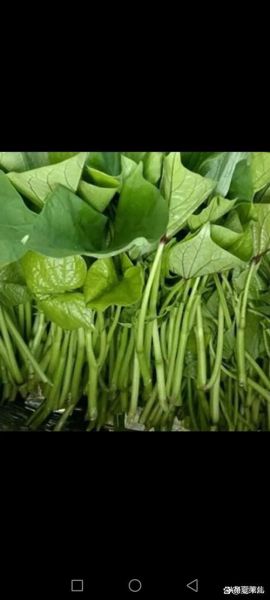 红薯叶致癌是真的吗_红薯叶吃多了会中毒吗-第2张图片-山城妙识 红薯叶致癌是真的吗_红薯叶吃多了会中毒吗-第2张图片-山城妙识