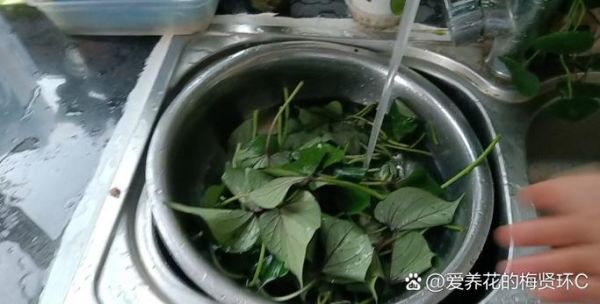 红薯叶致癌是真的吗_红薯叶吃多了会中毒吗-第3张图片-山城妙识 红薯叶致癌是真的吗_红薯叶吃多了会中毒吗-第3张图片-山城妙识