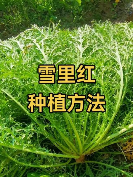 雪里红什么时候种植_雪里红种植时间-第1张图片-山城妙识 雪里红什么时候种植_雪里红种植时间-第1张图片-山城妙识