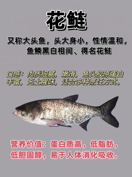 鲢鱼读音怎么读_鲢鱼是鲤鱼吗-第1张图片-山城妙识 鲢鱼读音怎么读_鲢鱼是鲤鱼吗-第1张图片-山城妙识