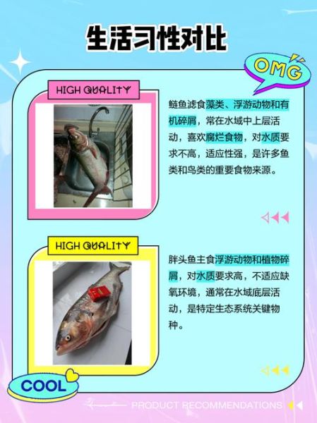 鲢鱼读音怎么读_鲢鱼是鲤鱼吗-第3张图片-山城妙识 鲢鱼读音怎么读_鲢鱼是鲤鱼吗-第3张图片-山城妙识