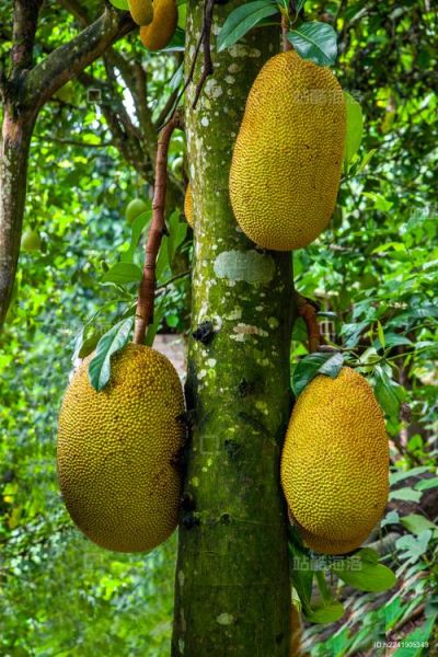 菠萝蜜树长什么样_菠萝蜜树图片大全-第1张图片-山城妙识