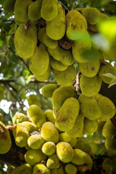 菠萝蜜树长什么样_菠萝蜜树图片大全-第2张图片-山城妙识