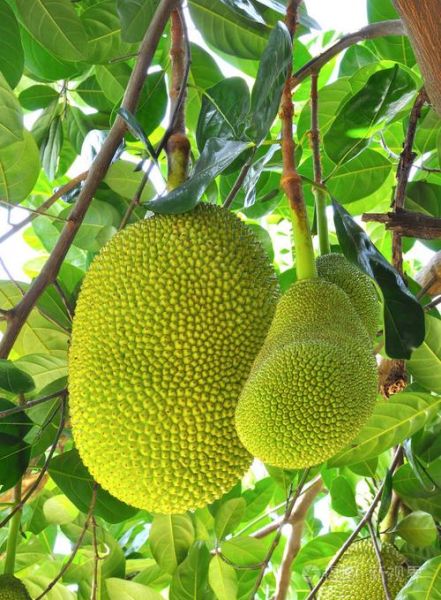 菠萝蜜树长什么样_菠萝蜜树图片大全-第3张图片-山城妙识