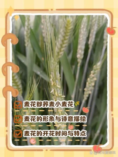 麦花雪白菜花稀是什么意思_如何理解麦花雪白与菜花稀-第2张图片-山城妙识 麦花雪白菜花稀是什么意思_如何理解麦花雪白与菜花稀-第2张图片-山城妙识