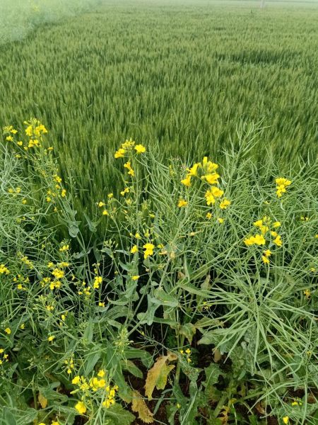 麦花雪白菜花稀是什么意思_如何理解麦花雪白与菜花稀-第1张图片-山城妙识 麦花雪白菜花稀是什么意思_如何理解麦花雪白与菜花稀-第1张图片-山城妙识