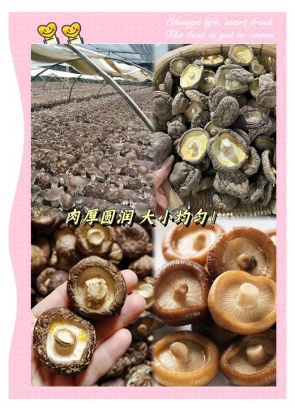 香菇怎么挑选_干香菇和鲜香菇的区别-第3张图片-山城妙识 香菇怎么挑选_干香菇和鲜香菇的区别-第3张图片-山城妙识