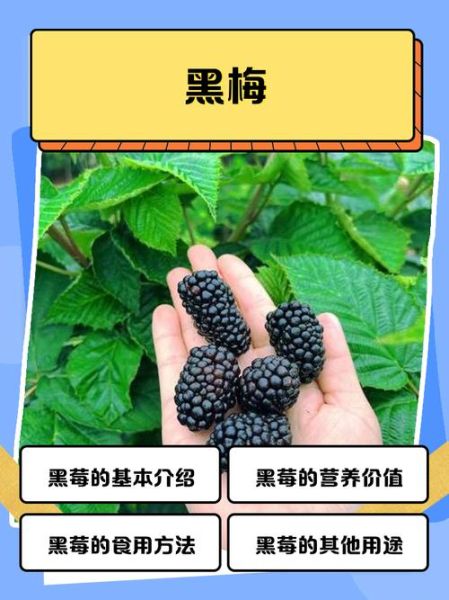 黑莓水果的功效与作用_黑莓怎么吃最营养-第1张图片-山城妙识 黑莓水果的功效与作用_黑莓怎么吃最营养-第1张图片-山城妙识