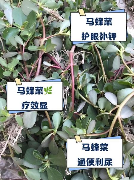 马蜂菜的功效与作用_马蜂菜怎么吃最好-第2张图片-山城妙识 马蜂菜的功效与作用_马蜂菜怎么吃最好-第2张图片-山城妙识