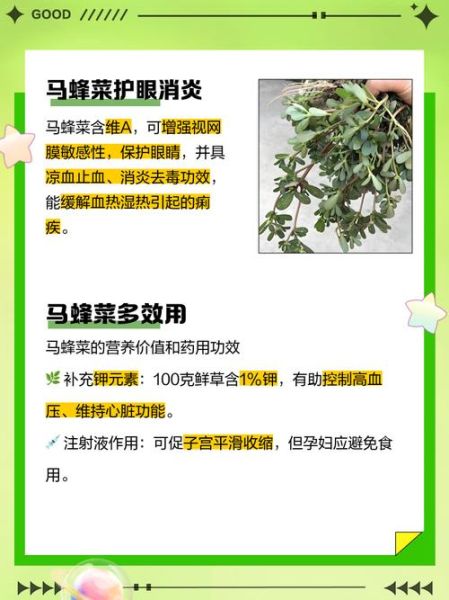 马蜂菜的功效与作用_马蜂菜怎么吃最好-第1张图片-山城妙识 马蜂菜的功效与作用_马蜂菜怎么吃最好-第1张图片-山城妙识