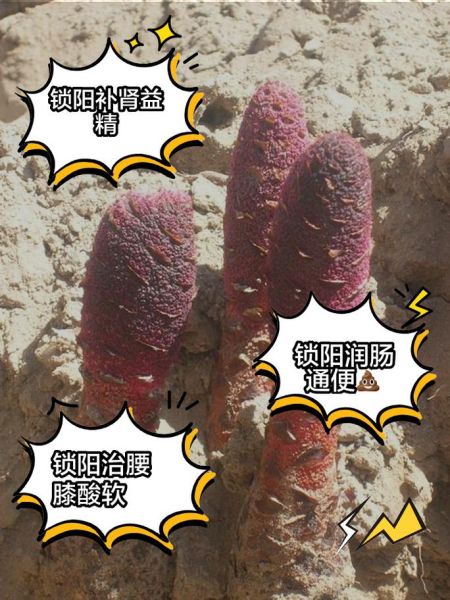 锁阳的功效与作用有哪些_锁阳主治什么病-第3张图片-山城妙识 锁阳的功效与作用有哪些_锁阳主治什么病-第3张图片-山城妙识