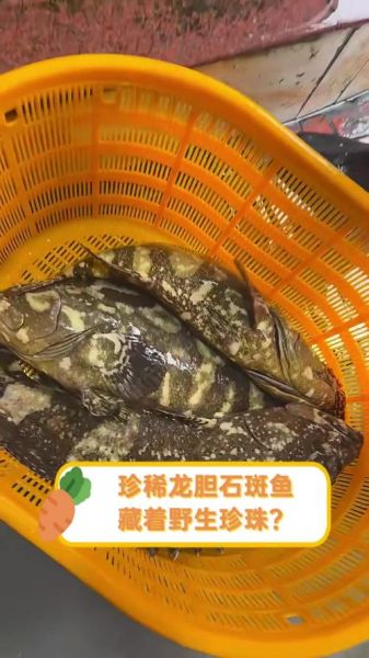 龙胆鱼和石斑鱼的区别_龙胆鱼是不是石斑鱼-第2张图片-山城妙识