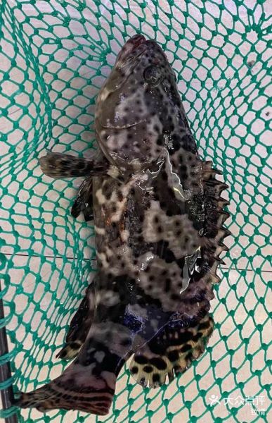 龙胆鱼和石斑鱼的区别_龙胆鱼是不是石斑鱼-第1张图片-山城妙识