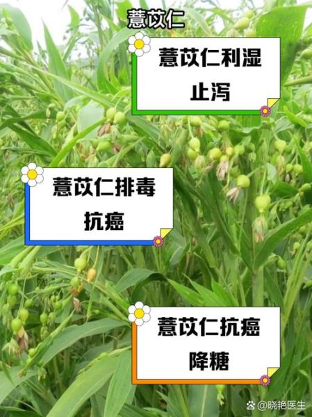 苡仁的功效与作用_苡仁的主治功能-第1张图片-山城妙识 苡仁的功效与作用_苡仁的主治功能-第1张图片-山城妙识