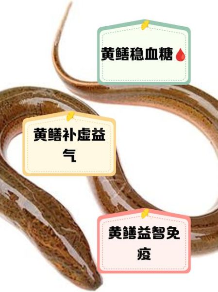 黄鳝的功效与作用_黄鳝怎么吃最补气血-第1张图片-山城妙识 黄鳝的功效与作用_黄鳝怎么吃最补气血-第1张图片-山城妙识