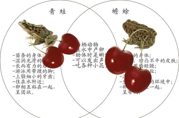 青蛙和癞蛤蟆的区别_青蛙和癞蛤蟆哪个有毒-第1张图片-山城妙识 青蛙和癞蛤蟆的区别_青蛙和癞蛤蟆哪个有毒-第1张图片-山城妙识