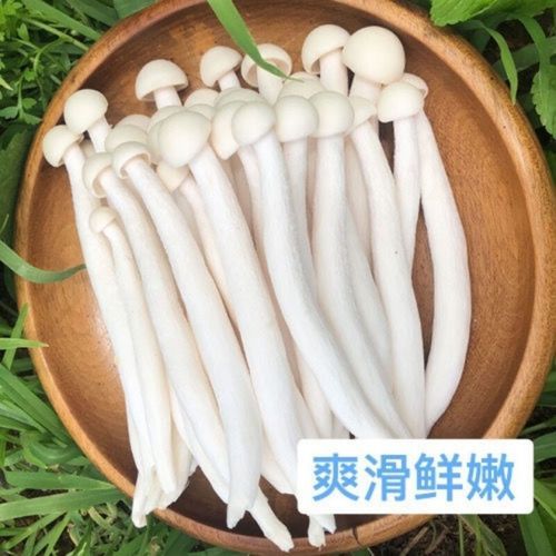 海鲜菇和白玉菇一样吗_区别与选购指南-第3张图片-山城妙识