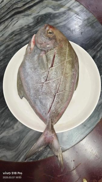 蒸海鱼的家常做法_蒸海鱼需要多长时间-第1张图片-山城妙识 蒸海鱼的家常做法_蒸海鱼需要多长时间-第1张图片-山城妙识