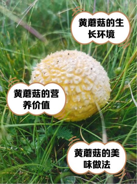黄蘑菇怎么做好吃_黄蘑菇做法大全-第3张图片-山城妙识 黄蘑菇怎么做好吃_黄蘑菇做法大全-第3张图片-山城妙识