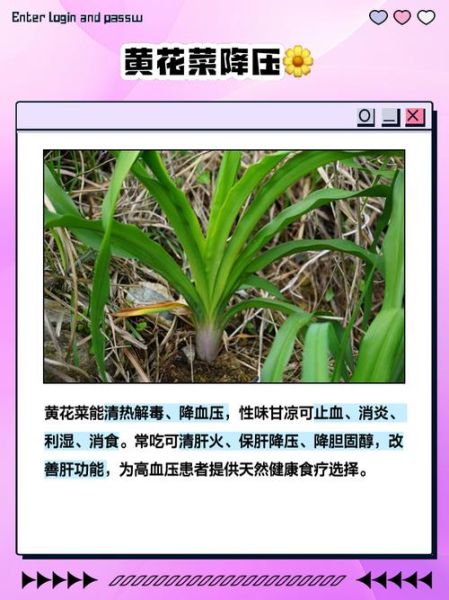 黄花菜怎么做好吃_黄花菜的功效与作用-第3张图片-山城妙识 黄花菜怎么做好吃_黄花菜的功效与作用-第3张图片-山城妙识