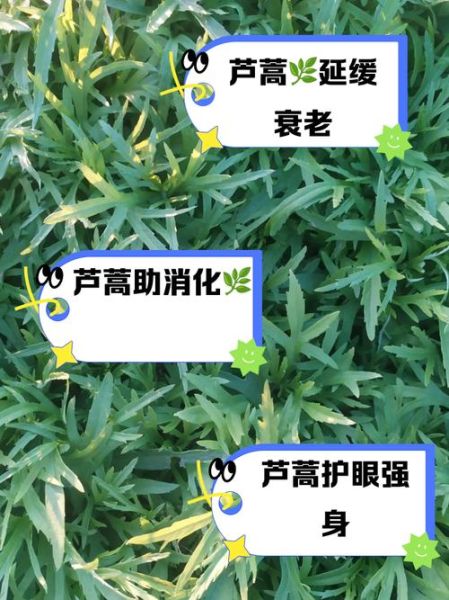 芦蒿的功效与作用_芦蒿怎么吃最养生-第3张图片-山城妙识