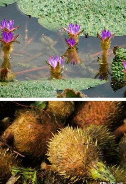 野生鸡头米和种植鸡头米区别_野生鸡头米图片怎么辨认-第1张图片-山城妙识 野生鸡头米和种植鸡头米区别_野生鸡头米图片怎么辨认-第1张图片-山城妙识