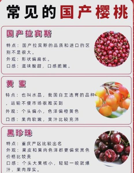 车厘子和樱桃是一个东西吗_车厘子与樱桃的区别-第2张图片-山城妙识 车厘子和樱桃是一个东西吗_车厘子与樱桃的区别-第2张图片-山城妙识