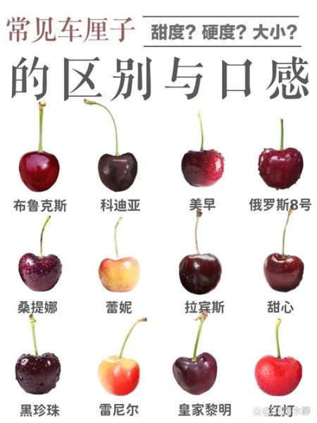 车厘子和樱桃是一个东西吗_车厘子与樱桃的区别-第3张图片-山城妙识 车厘子和樱桃是一个东西吗_车厘子与樱桃的区别-第3张图片-山城妙识