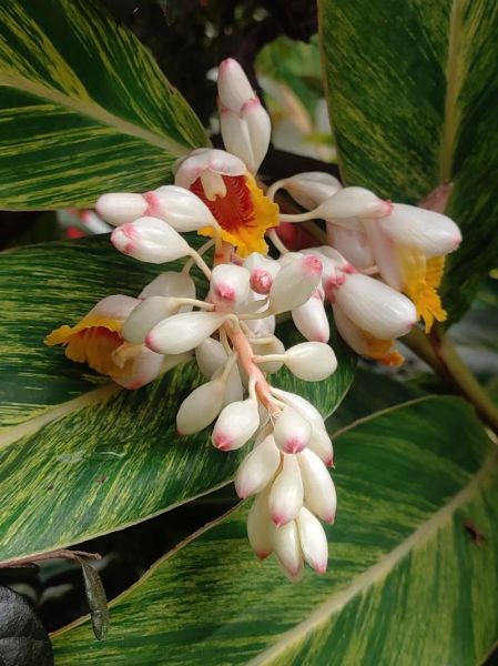 豆蔻花的花语是什么_豆蔻花怎么养-第2张图片-山城妙识 豆蔻花的花语是什么_豆蔻花怎么养-第2张图片-山城妙识