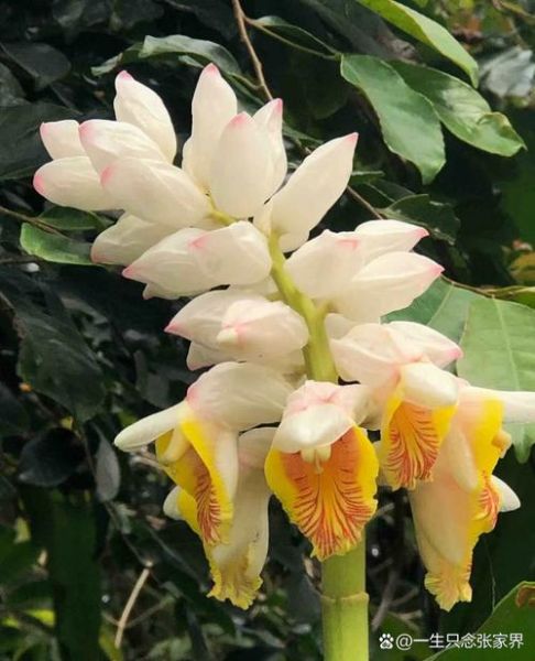 豆蔻花的花语是什么_豆蔻花怎么养-第3张图片-山城妙识 豆蔻花的花语是什么_豆蔻花怎么养-第3张图片-山城妙识