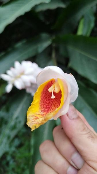 豆蔻花的花语是什么_豆蔻花怎么养-第1张图片-山城妙识 豆蔻花的花语是什么_豆蔻花怎么养-第1张图片-山城妙识