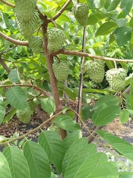 番荔枝多少钱一斤2021_2021年番荔枝价格行情-第3张图片-山城妙识 番荔枝多少钱一斤2021_2021年番荔枝价格行情-第3张图片-山城妙识