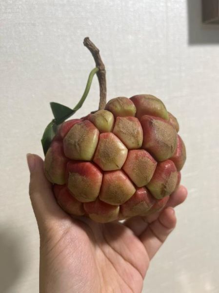 番荔枝多少钱一斤2021_2021年番荔枝价格行情-第1张图片-山城妙识 番荔枝多少钱一斤2021_2021年番荔枝价格行情-第1张图片-山城妙识