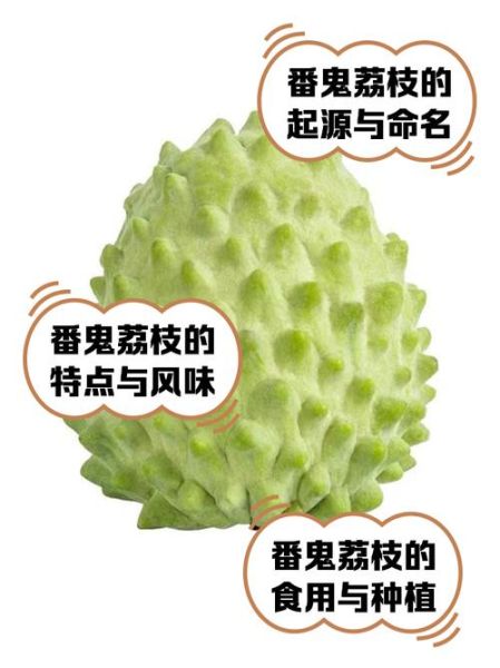 番荔枝多少钱一斤2021_2021年番荔枝价格行情-第2张图片-山城妙识 番荔枝多少钱一斤2021_2021年番荔枝价格行情-第2张图片-山城妙识