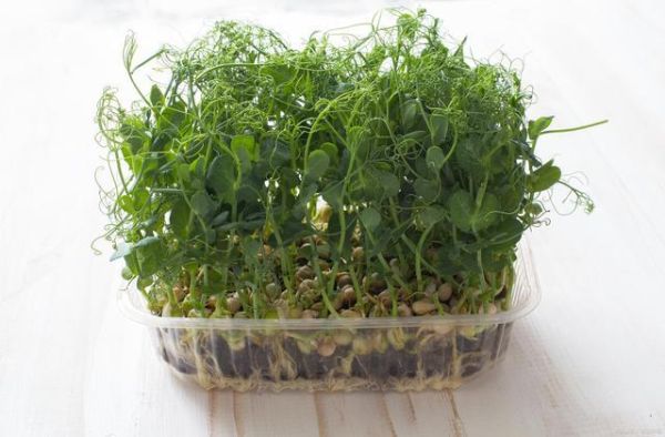 豆苗是什么豆发的_豌豆苗和黄豆苗区别-第3张图片-山城妙识