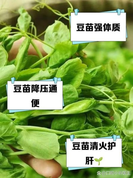 豆苗是什么豆发的_豌豆苗和黄豆苗区别-第2张图片-山城妙识